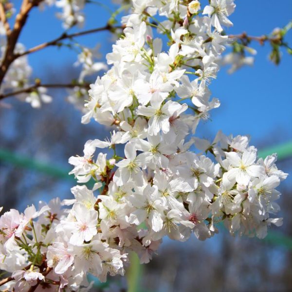 Wiśnia nippońska 'Brilliant' (łac. Prunus nipponica 'Brilliant ...