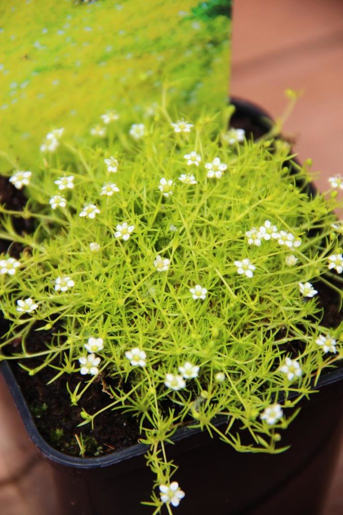 Karmnik ościsty 'Lime Moss' (łac. Sagina subulata 'Lime Moss') - TRACZ ...