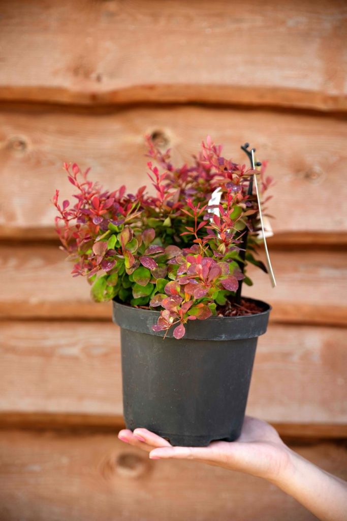 Berberys Thunberga 'Ruby Star' (łac. Berberis thunbergii 'Ruby Star ...