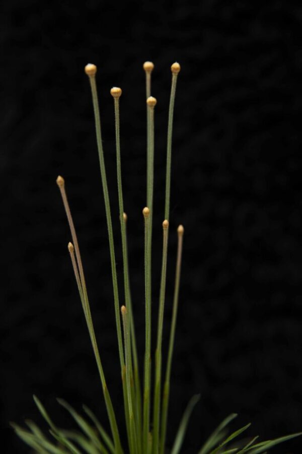 Syngonantus 'Mikado' (łac. Syngonanthus chrysanthus 'Mikado') - TRACZ ...