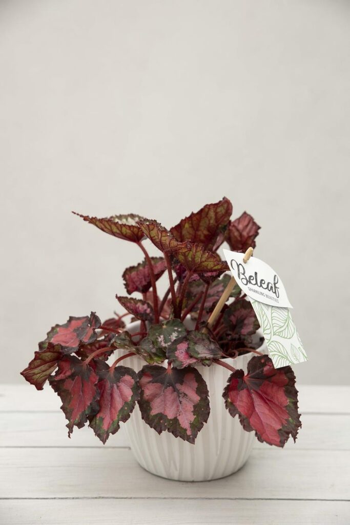 Begonia Królewska 'Inca night' (łac. Begonia beleaf 'Inca night ...