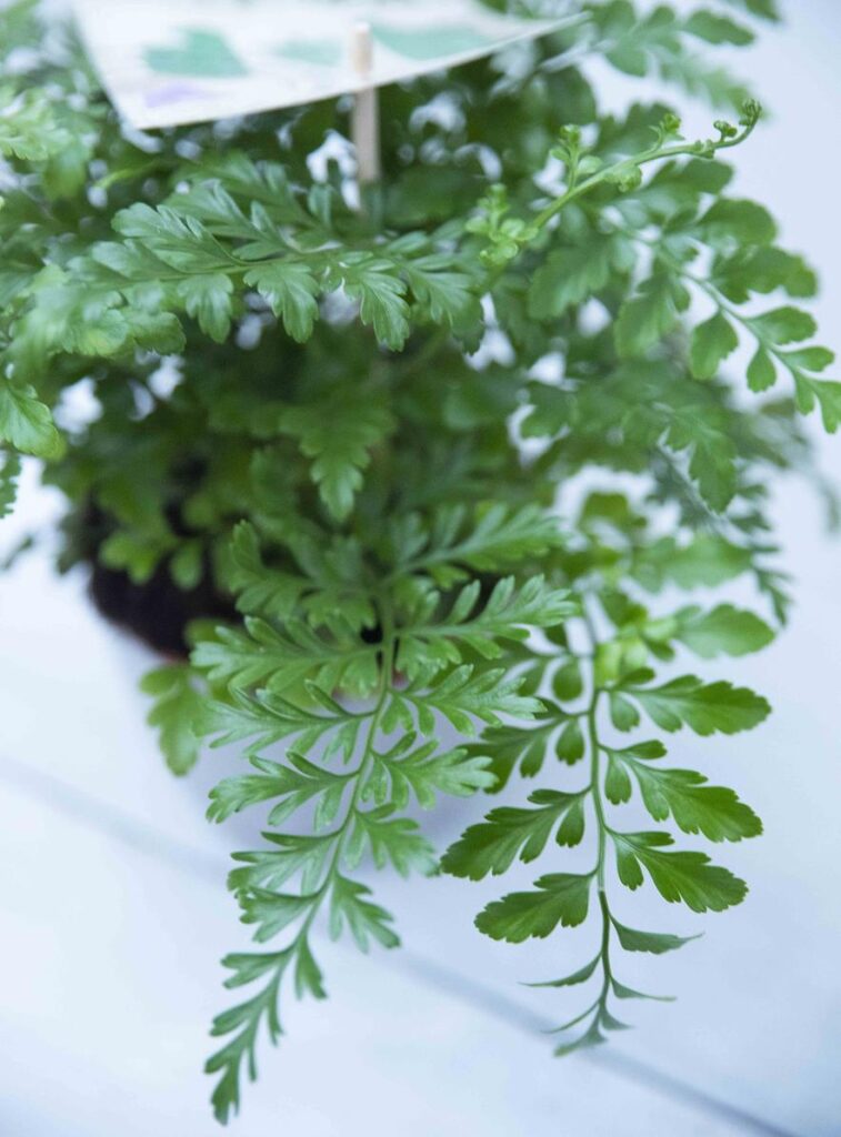Zanokcica 'Parvati' (łac. Asplenium 'Parvati') Paproć - TRACZ Centrum ...