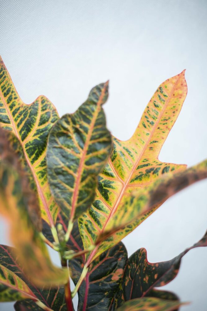 Kroton 'Excellent' (łac. Codiaeum variegatum 'Excellent') Trójskrzyn ...