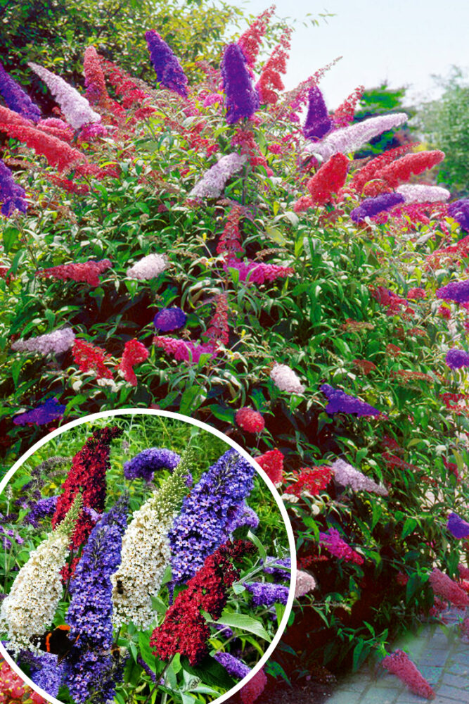 Buddleja Dawida 'Tricolor' (łac. Buddleja davidii 'Tricolor') Budleja ...