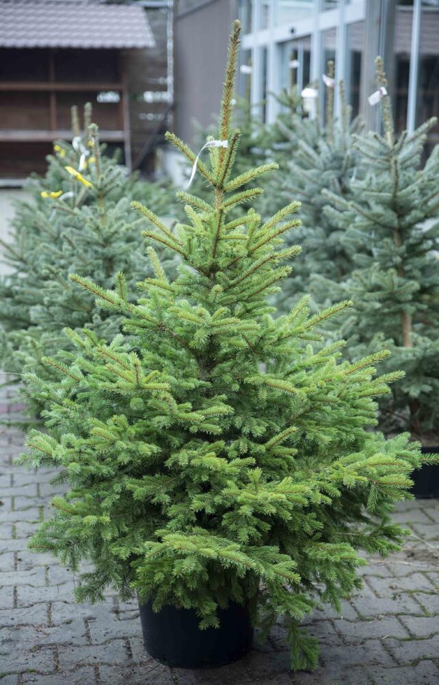 Świerk srebrny (łac. Picea pungens) W DONICY 40L - KLASA STANDARD ...