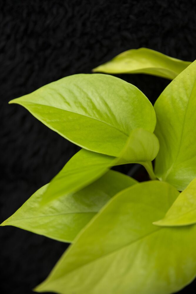 Epipremnum złociste ‘Golden Pothos' (łac. Scindapsus ‘Golden Pothos ...