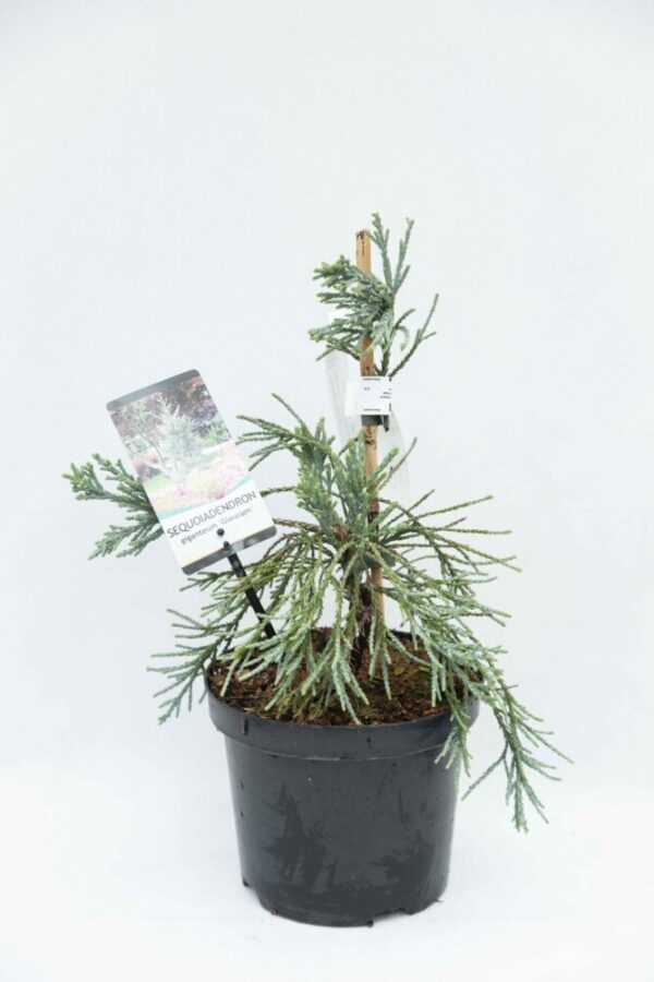 Mamutowiec olbrzymi 'Glacum' (łac. Sequoiadendron giganteum 'Glaucum ...