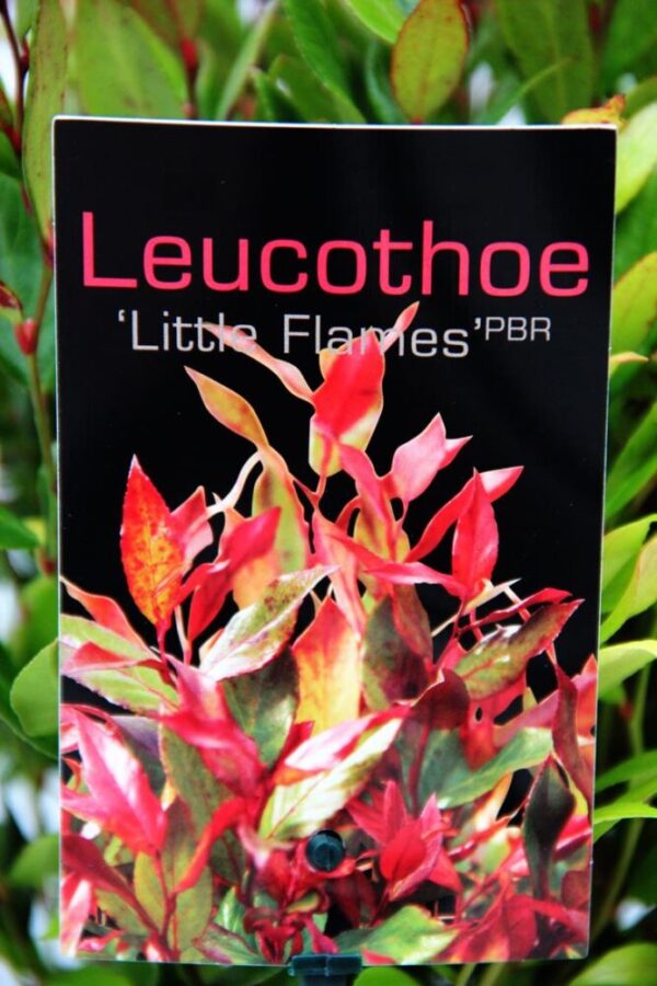 KIŚCIEŃ 'LITTLE FLAMES'