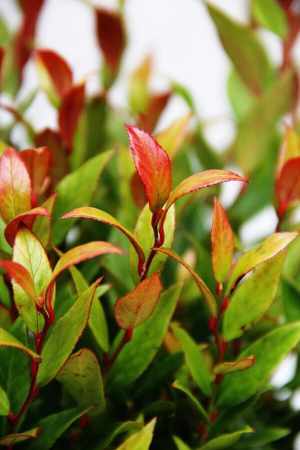 KIŚCIEŃ 'LITTLE FLAMES'