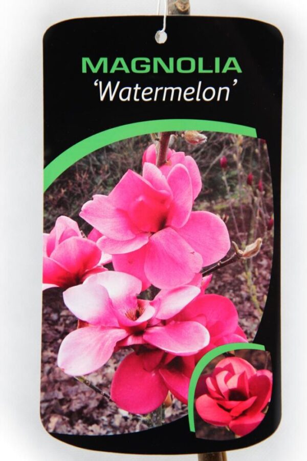 Magnolia 'Watermelon' (łac. Magnolia 'Watermelon') - TRACZ Centrum ...