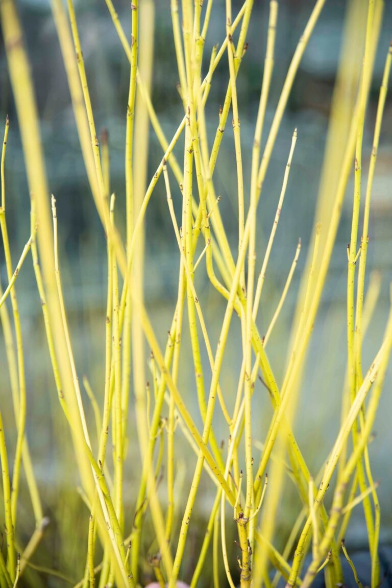 Dereń Rozłogowy ‘Flaviramea’ (Łac. Cornus Sericea ‘Flaviramea’) - TRACZ ...