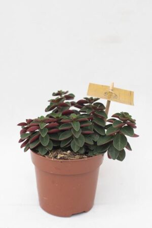 Peperomia 'Red Log' (Łac. Peperomia Verticillata 'Red Log') - TRACZ ...