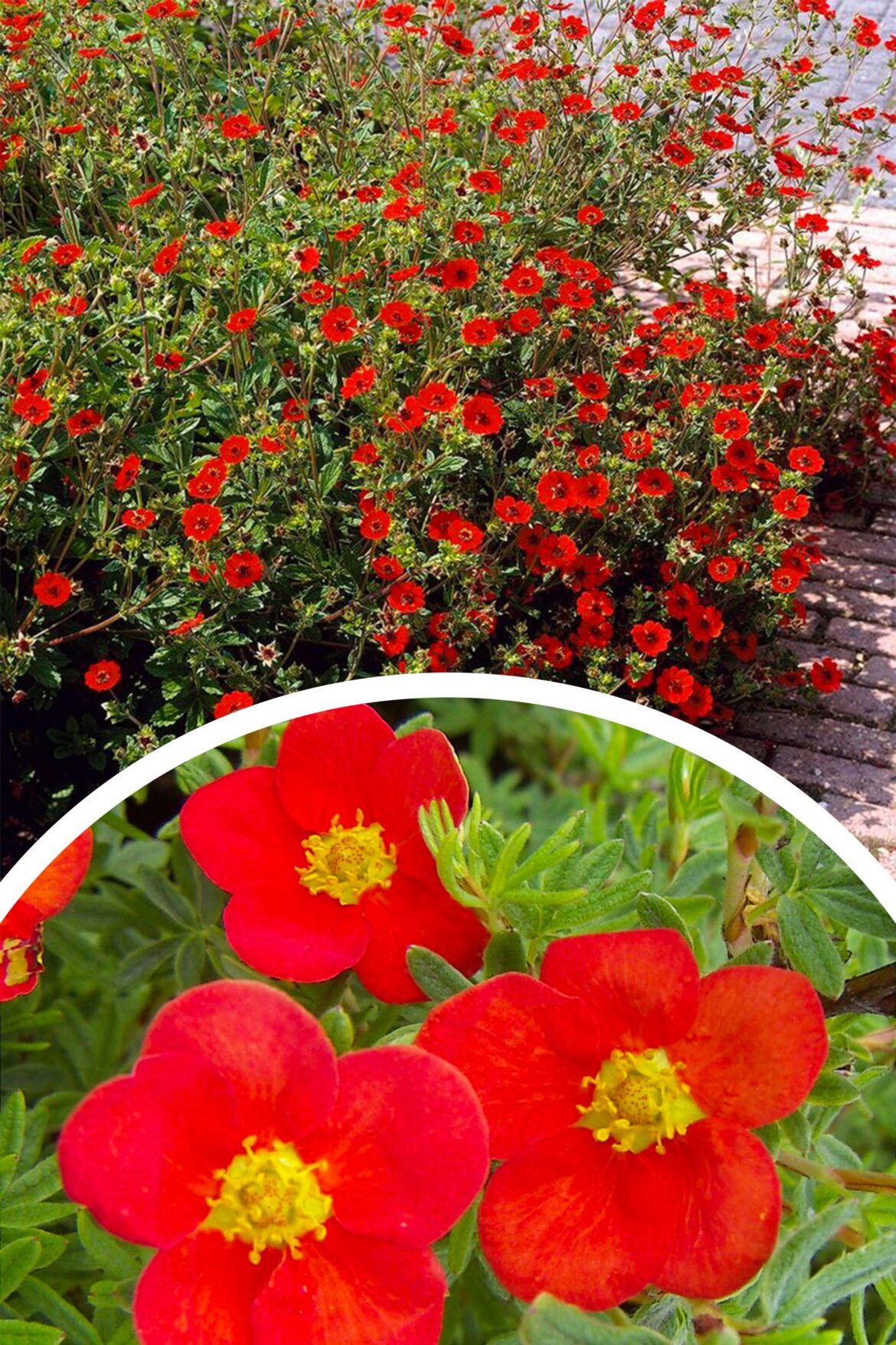 Pięciornik krzewiasty 'Red Ace' (łac. Potentilla fruticosa 'Red Ace ...