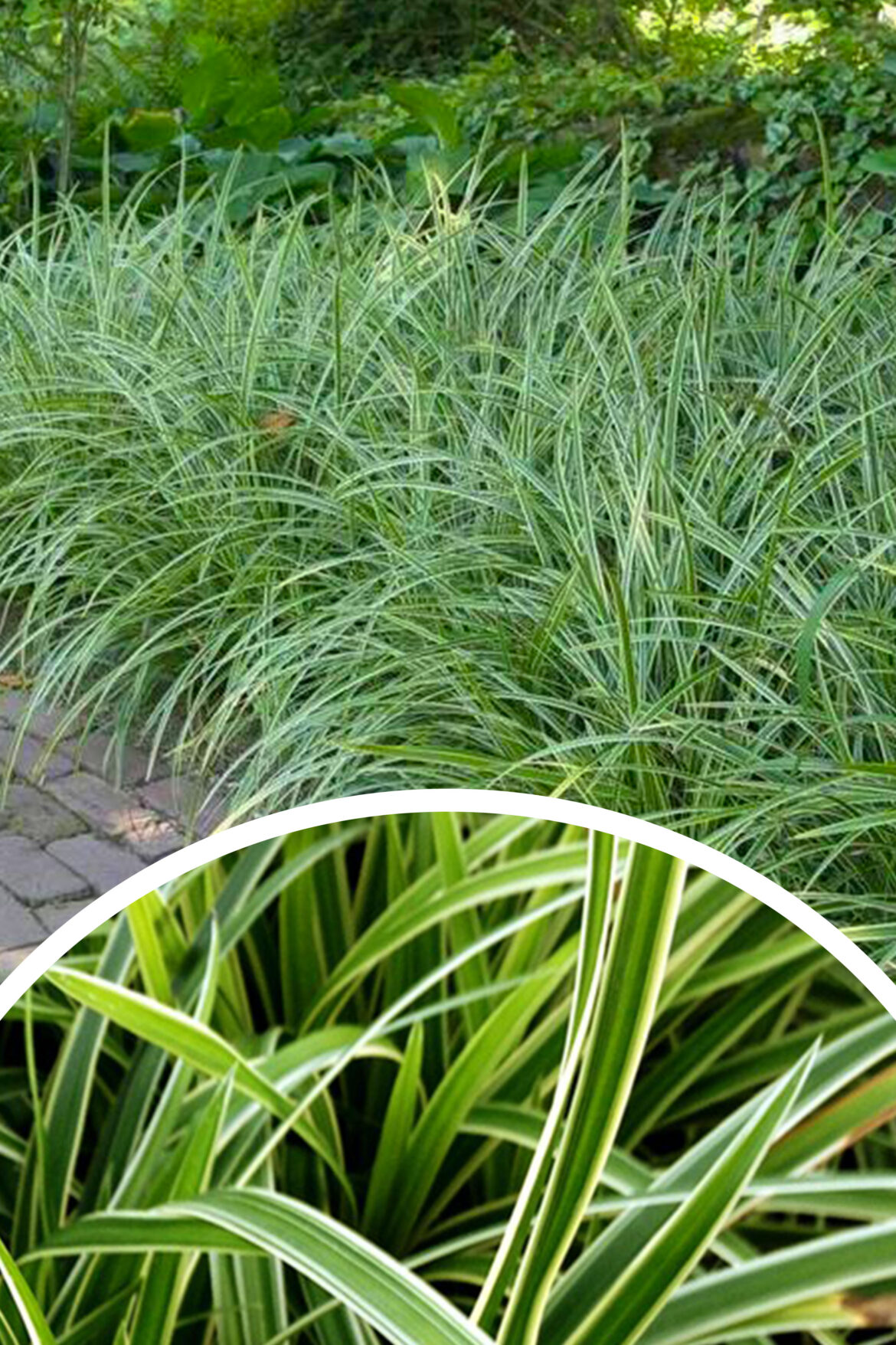 Turzyca Morrowa 'Ice Dance' (łac. Carex Morrowii 'Ice Dance') - TRACZ ...