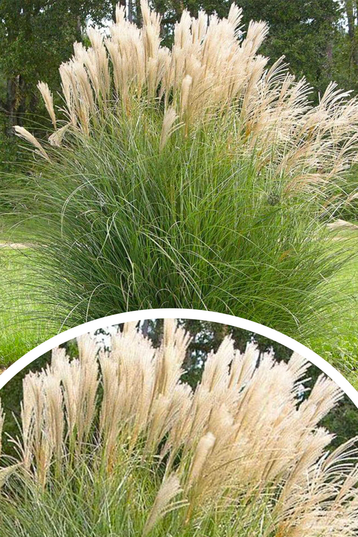 Miskant chiński 'Gracilimus' (łac. Miscanthus sinensis 'Gracilimus ...